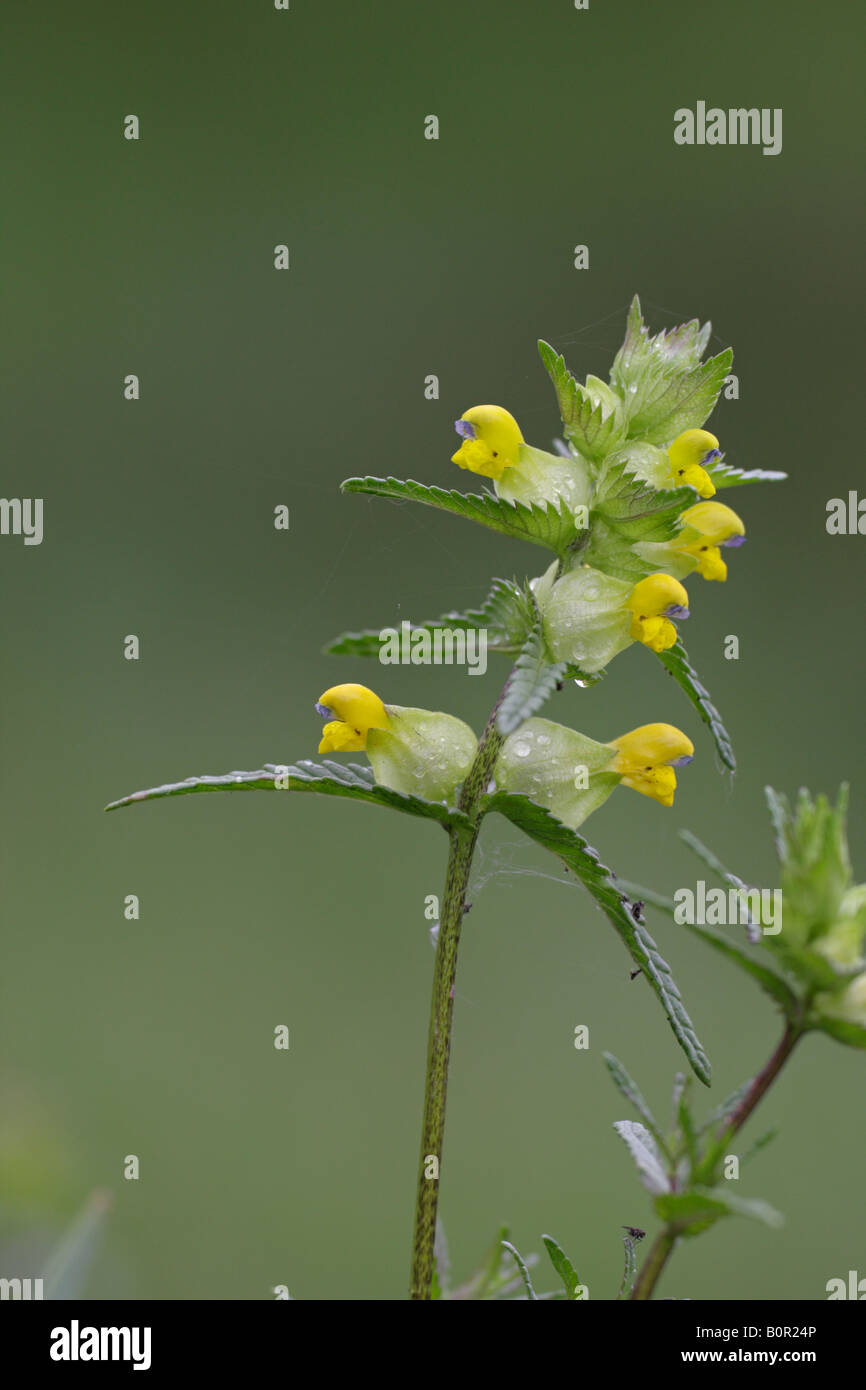Yellow rattle rhinanthus minor Stock Photo - Alamy