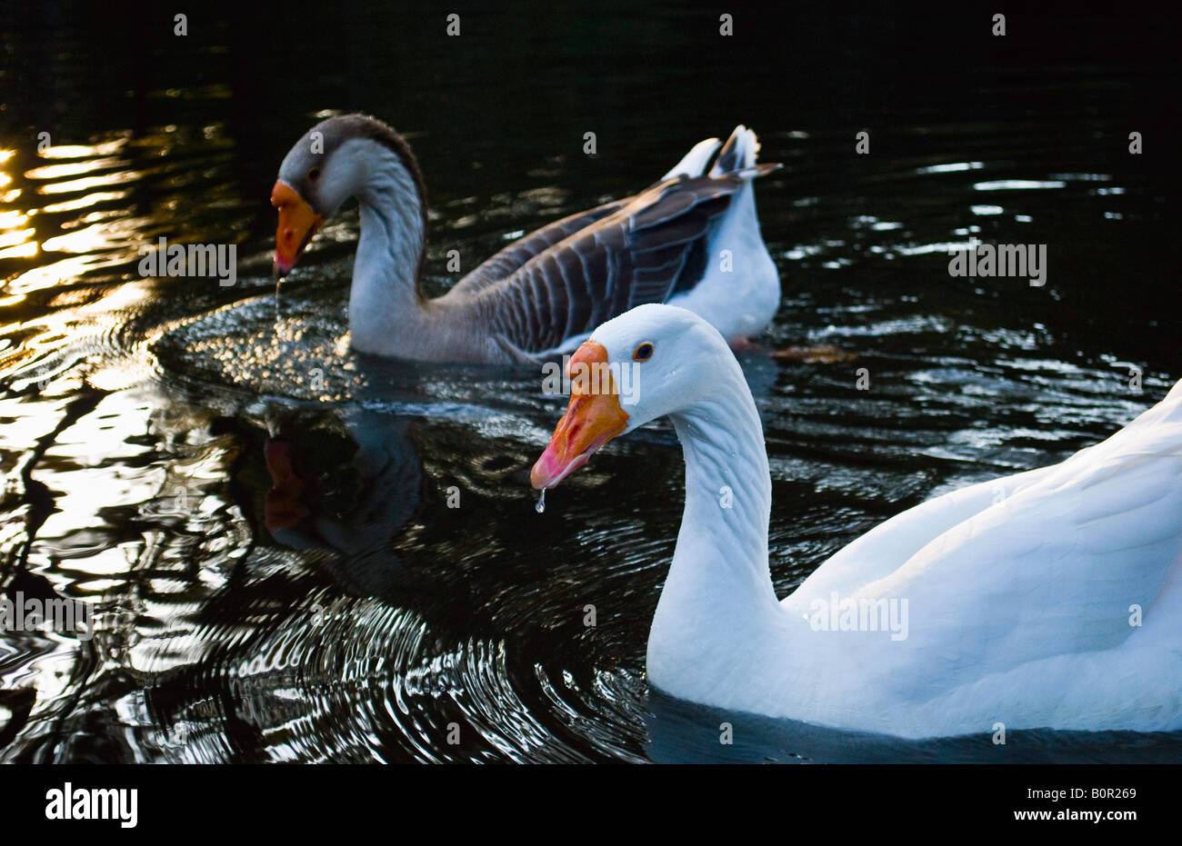 two geese in water Stock Photo - Alamy