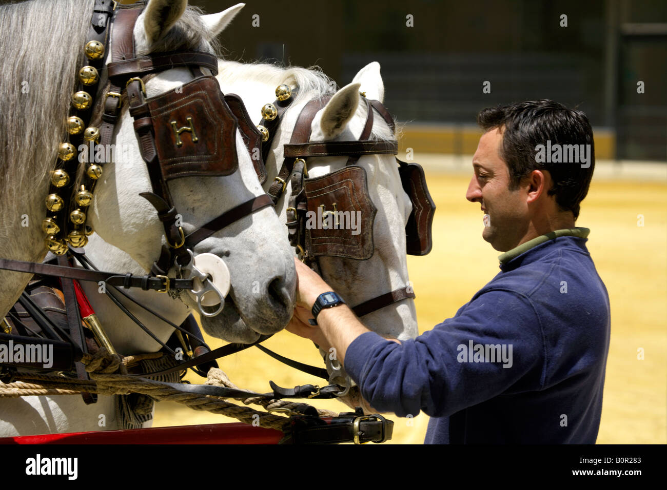 Stable hand man tends to fine Spanish thoroughbred Carthusian horses ...