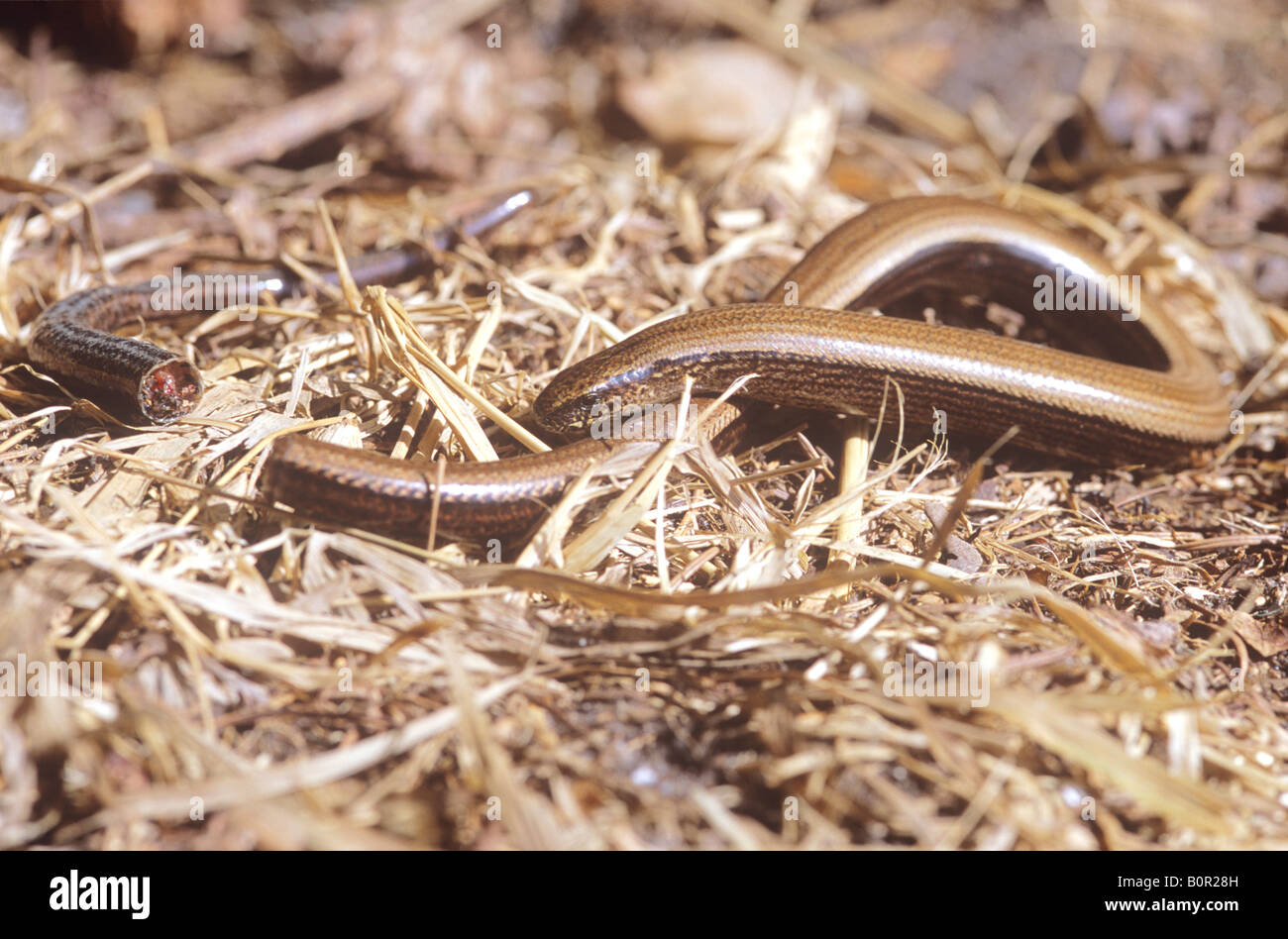 Lizard tail broken hi-res stock photography and images - Alamy