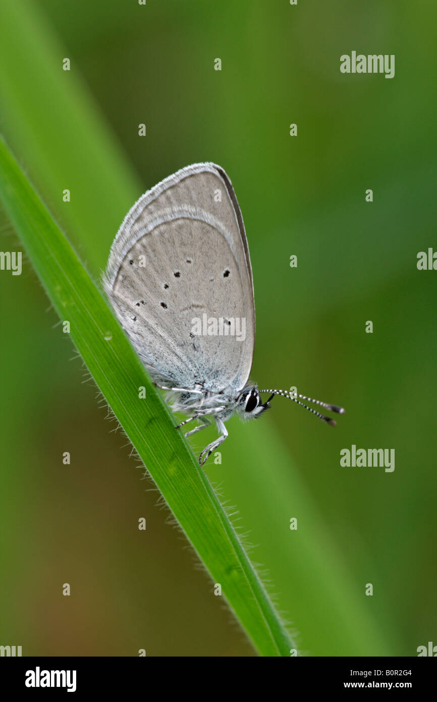 Small Blue Butterfly Stock Photo - Alamy