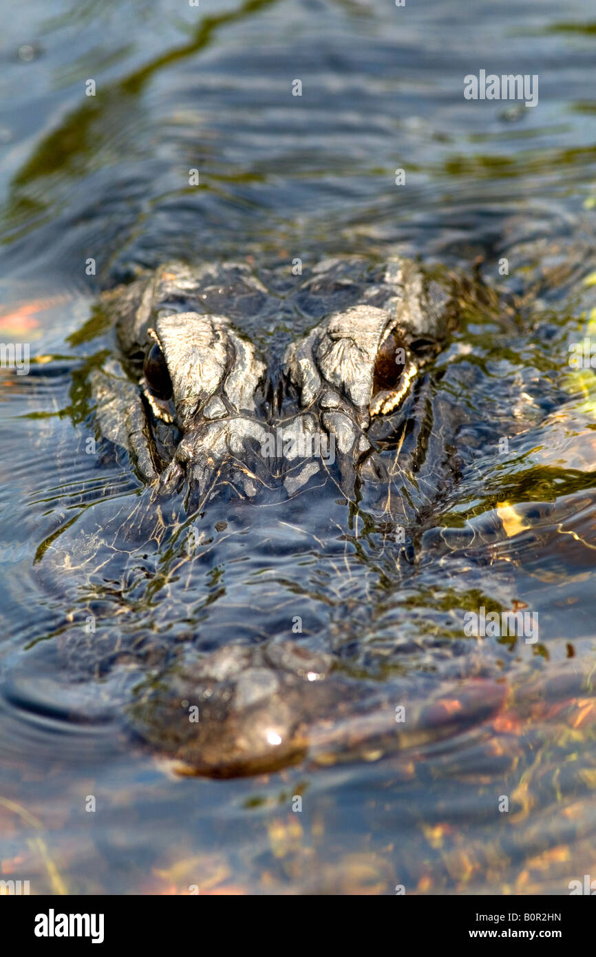 American Alligator in Everglades National Park Florida Stock Photo - Alamy
