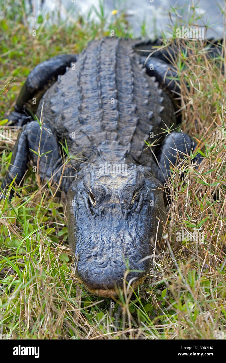 American alligator hi-res stock photography and images - Alamy