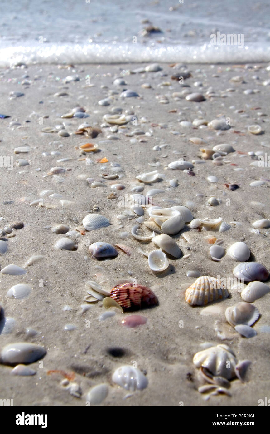 Seashells on the beach at Sanibel Island on the Gulf Coast of Florida ...