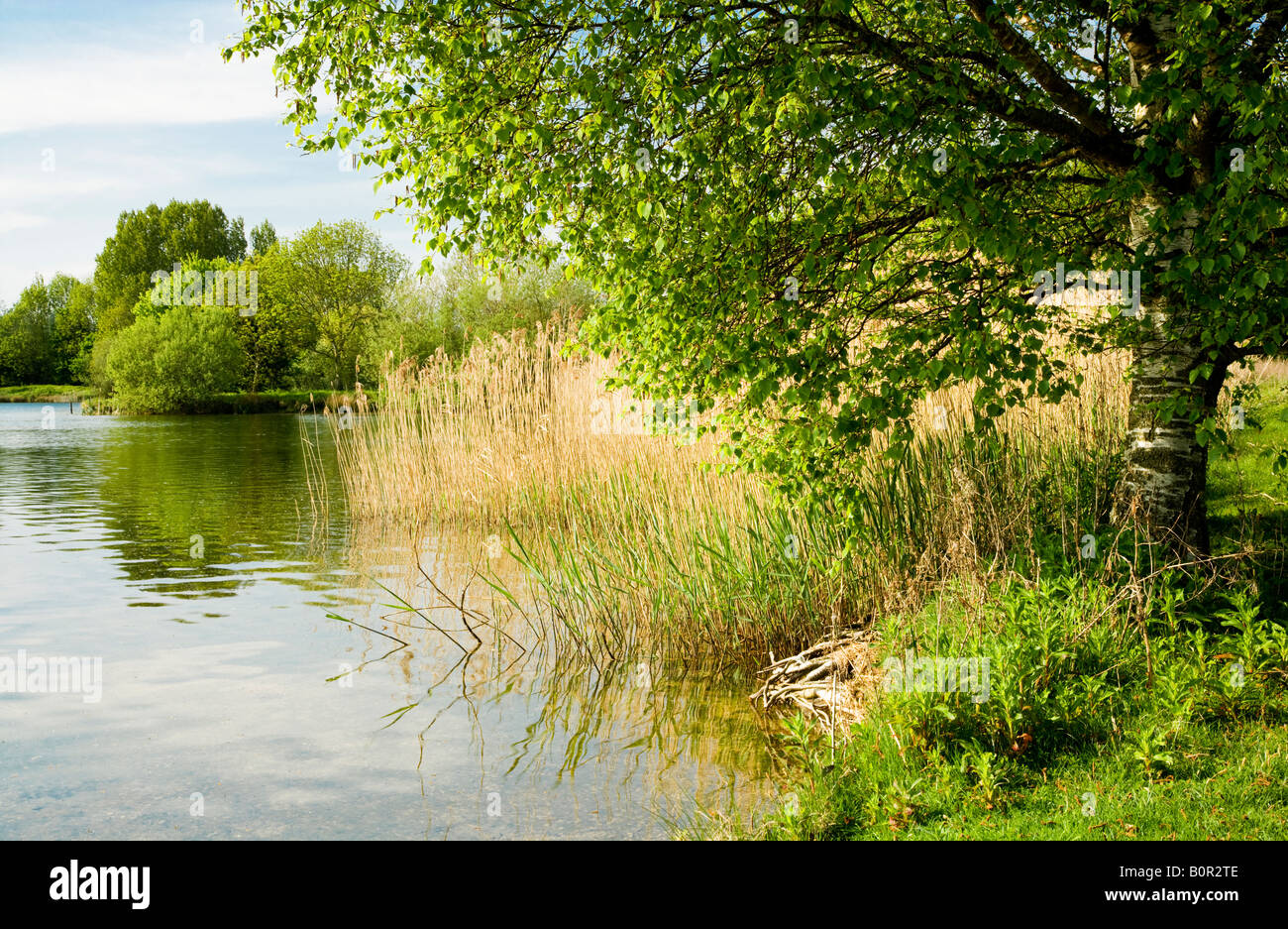 Mill Lake, a nature reserve in the Cotswold Water Park, Gloucestershire ...