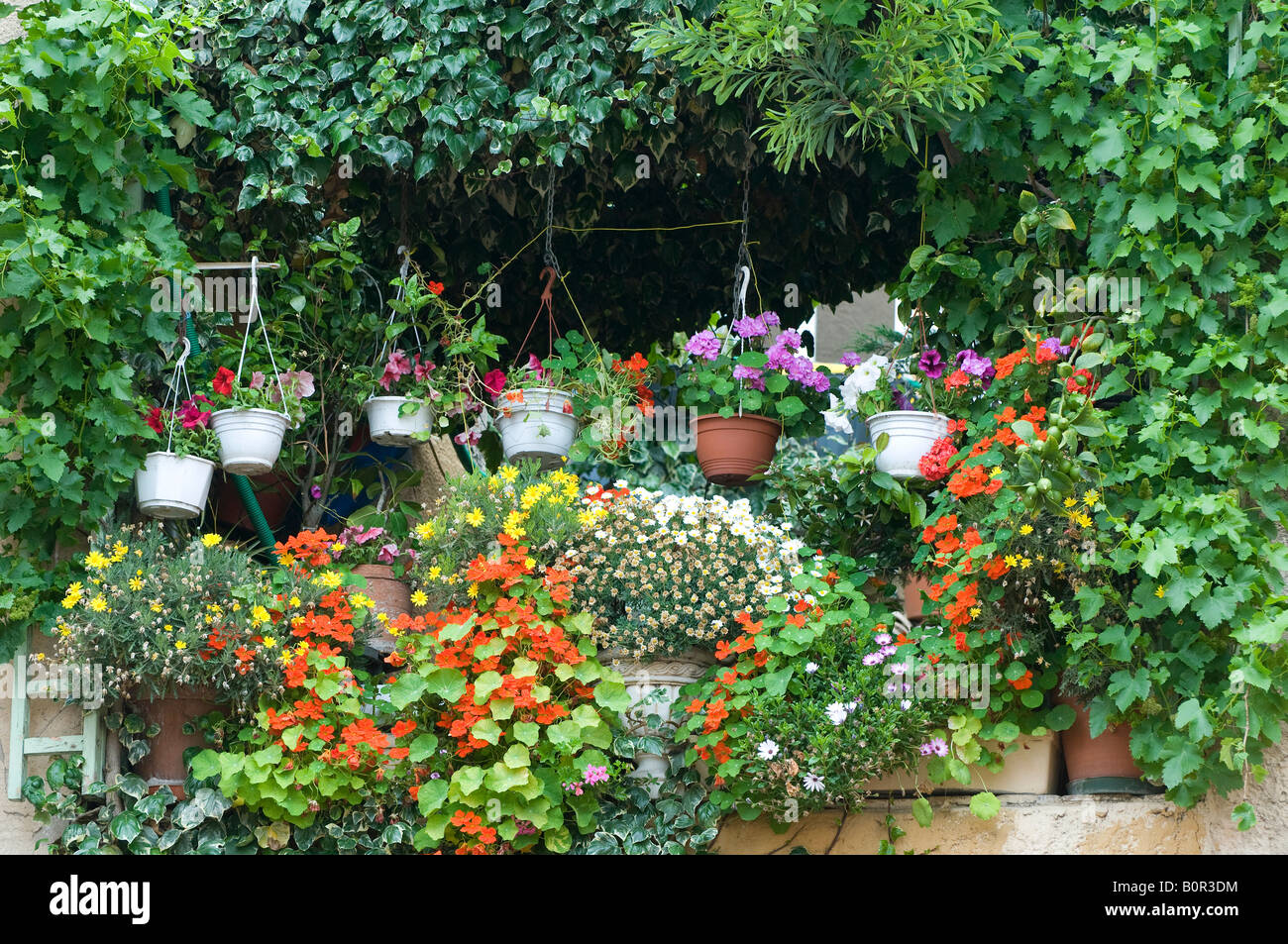 pot plants and foliage in french garden, provence, france Stock Photo ...