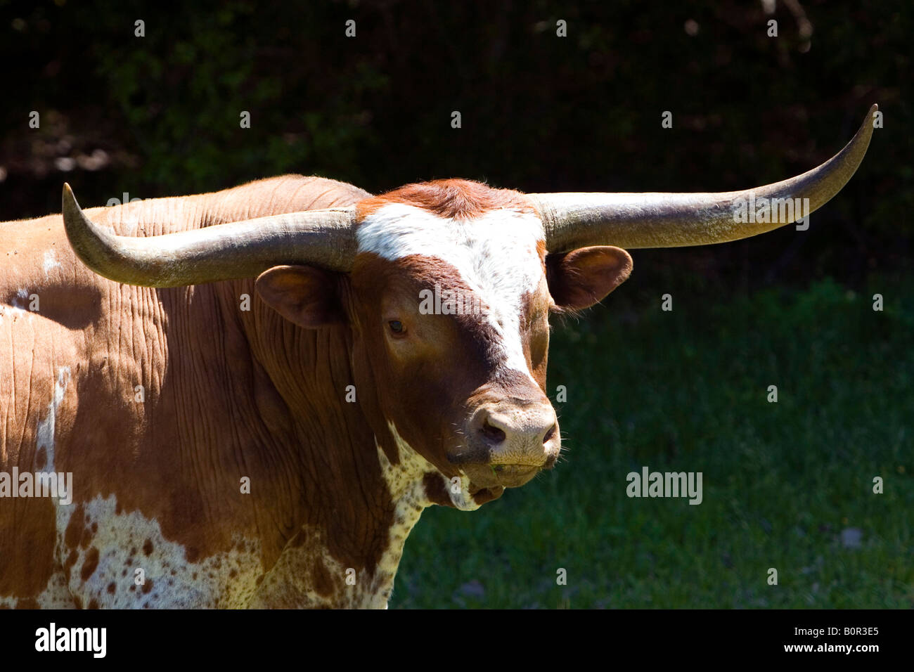 Longhorn hi-res stock photography and images - Alamy