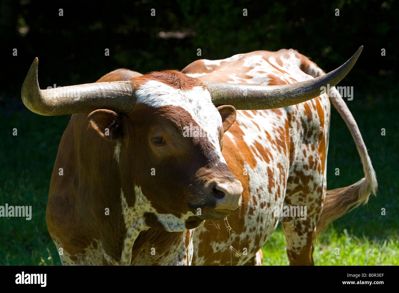 Texas longhorn bull in Washington County Texas Stock Photo - Alamy