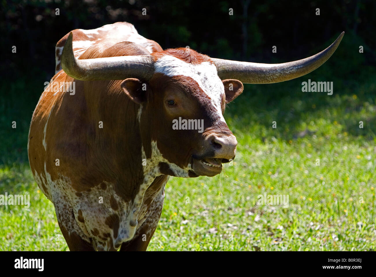 Texas longhorn bull in Washington County Texas Stock Photo - Alamy