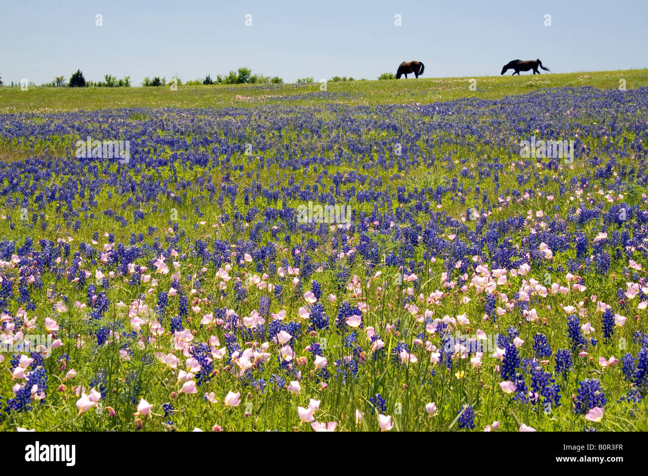 Horse graze in a field of Bluebonnet and Pink Evening Primrose ...