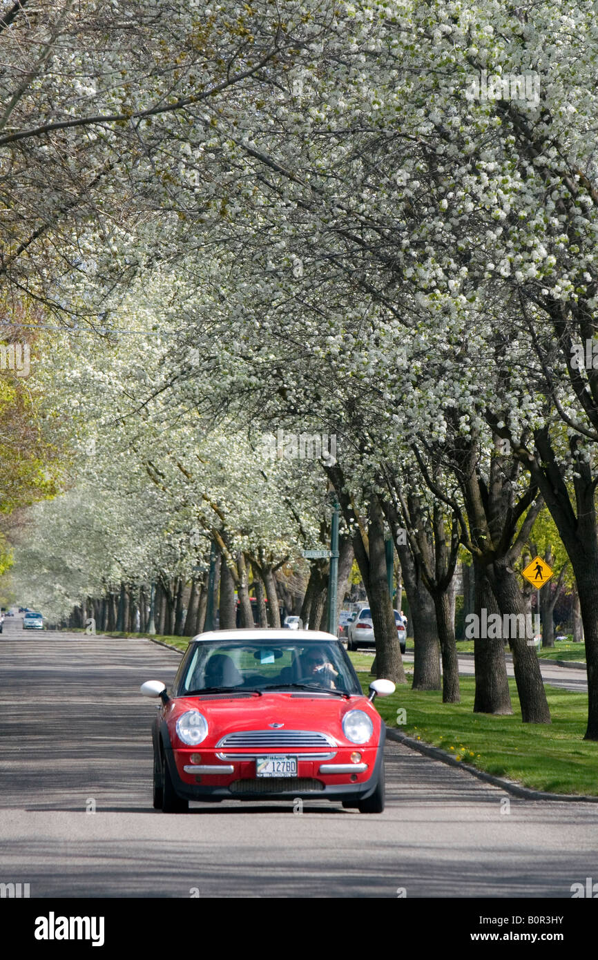 Car traveling on Harrison Boulevard lined with pear trees in bloom in ...