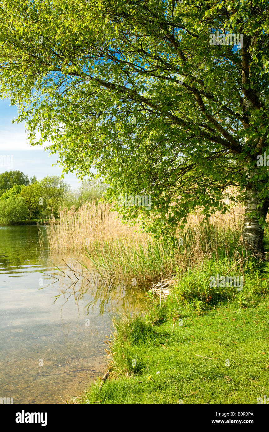 Mill Lake, a nature reserve in the Cotswold Water Park, Gloucestershire ...