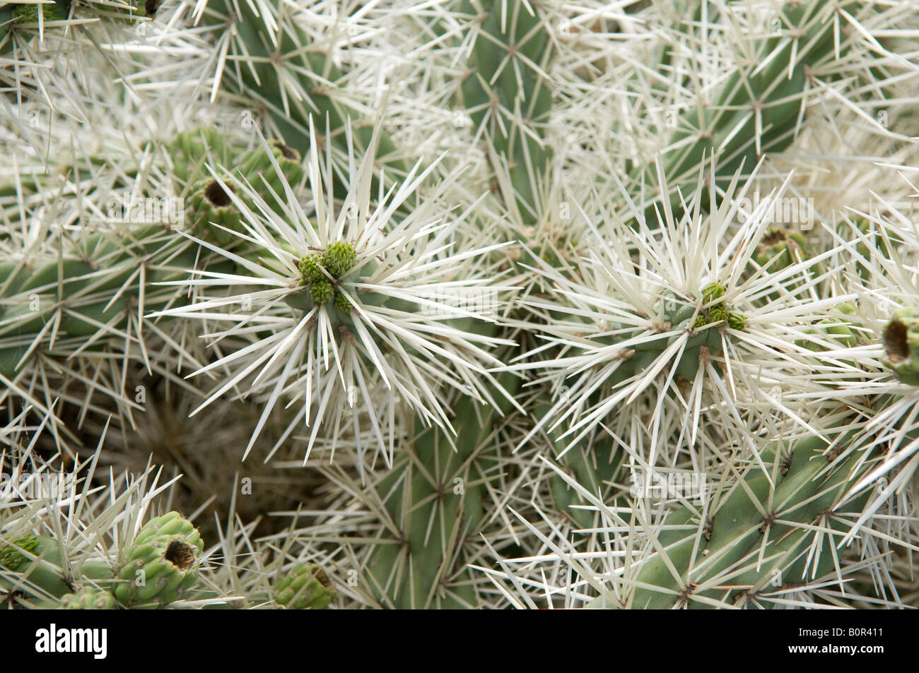Cacti variety hi-res stock photography and images - Alamy
