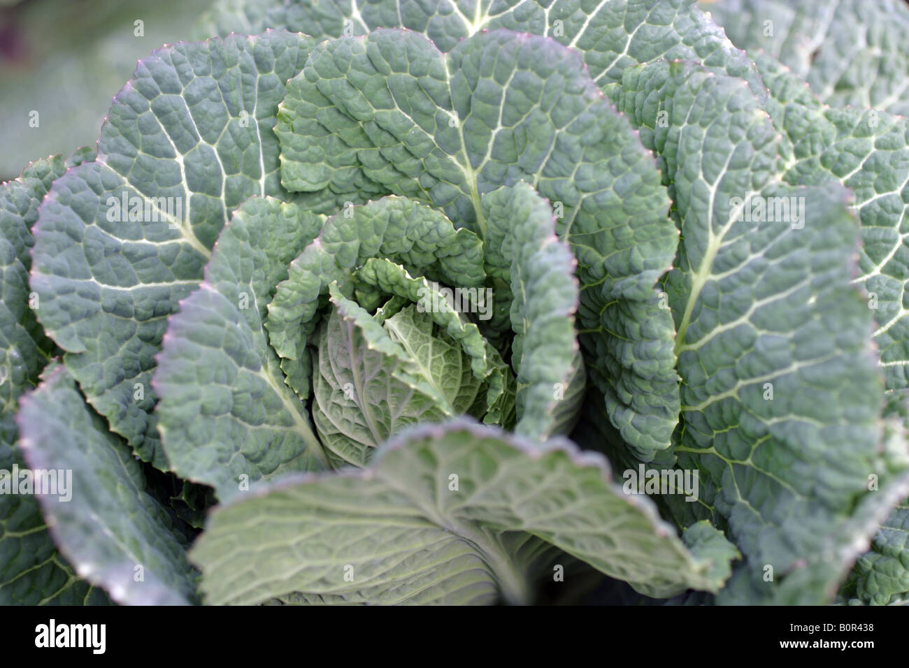 English cabbage hi-res stock photography and images - Alamy