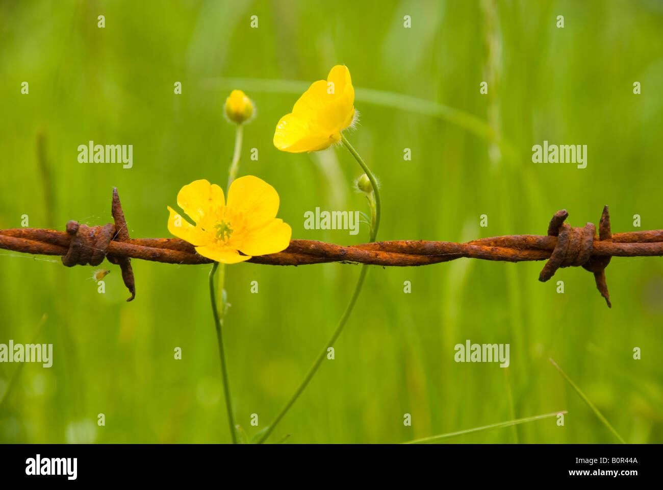 Poison buttercup hi-res stock photography and images - Alamy