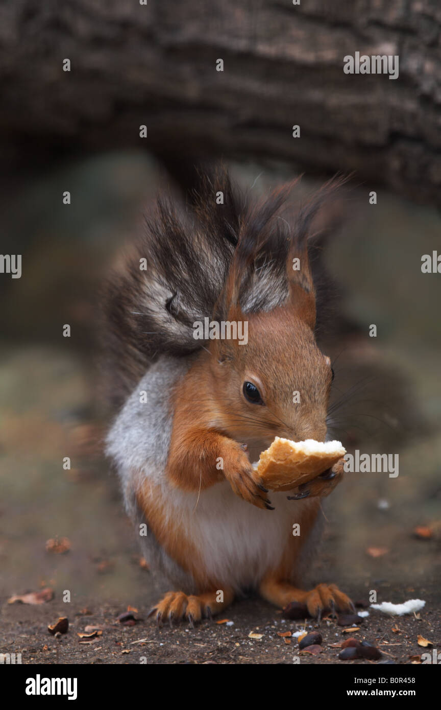 Squirrel talking hi-res stock photography and images - Alamy