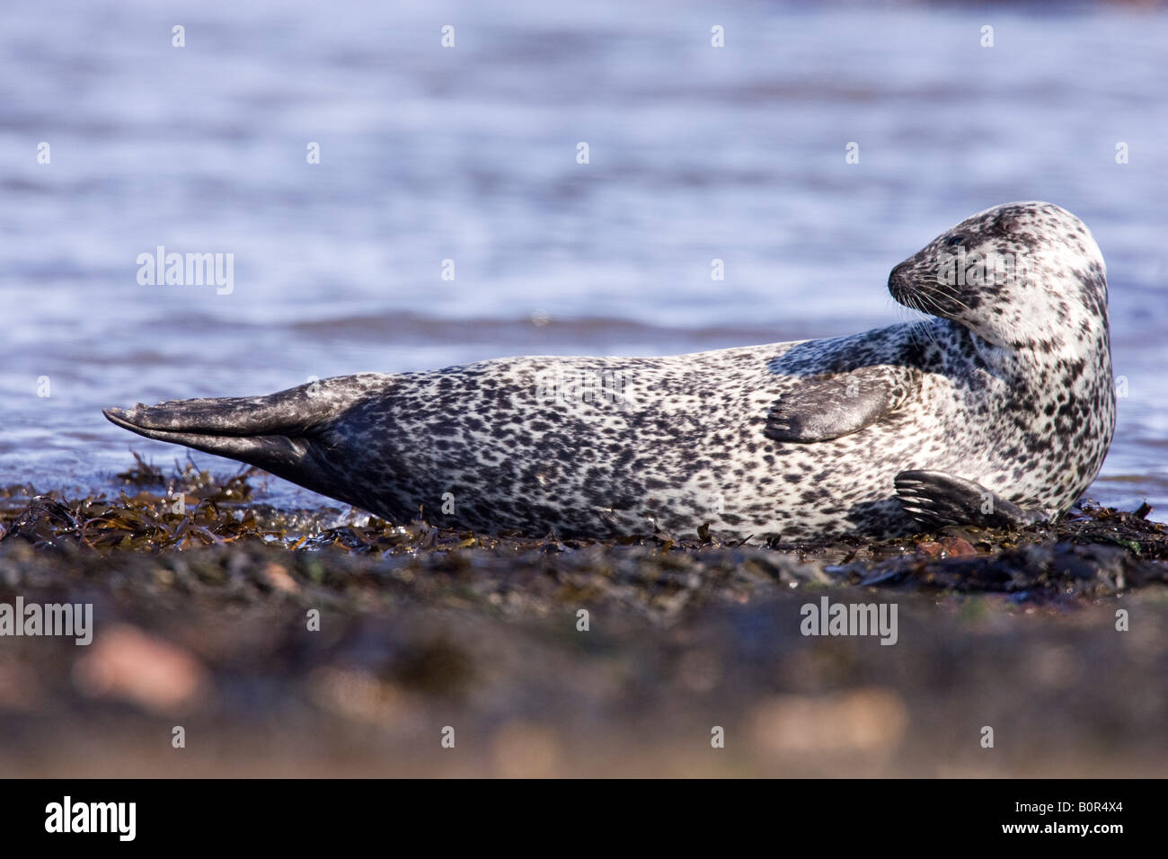 Grey Seal (halichoerus grypus) on rocks at high tide, Portgordon, Moray ...