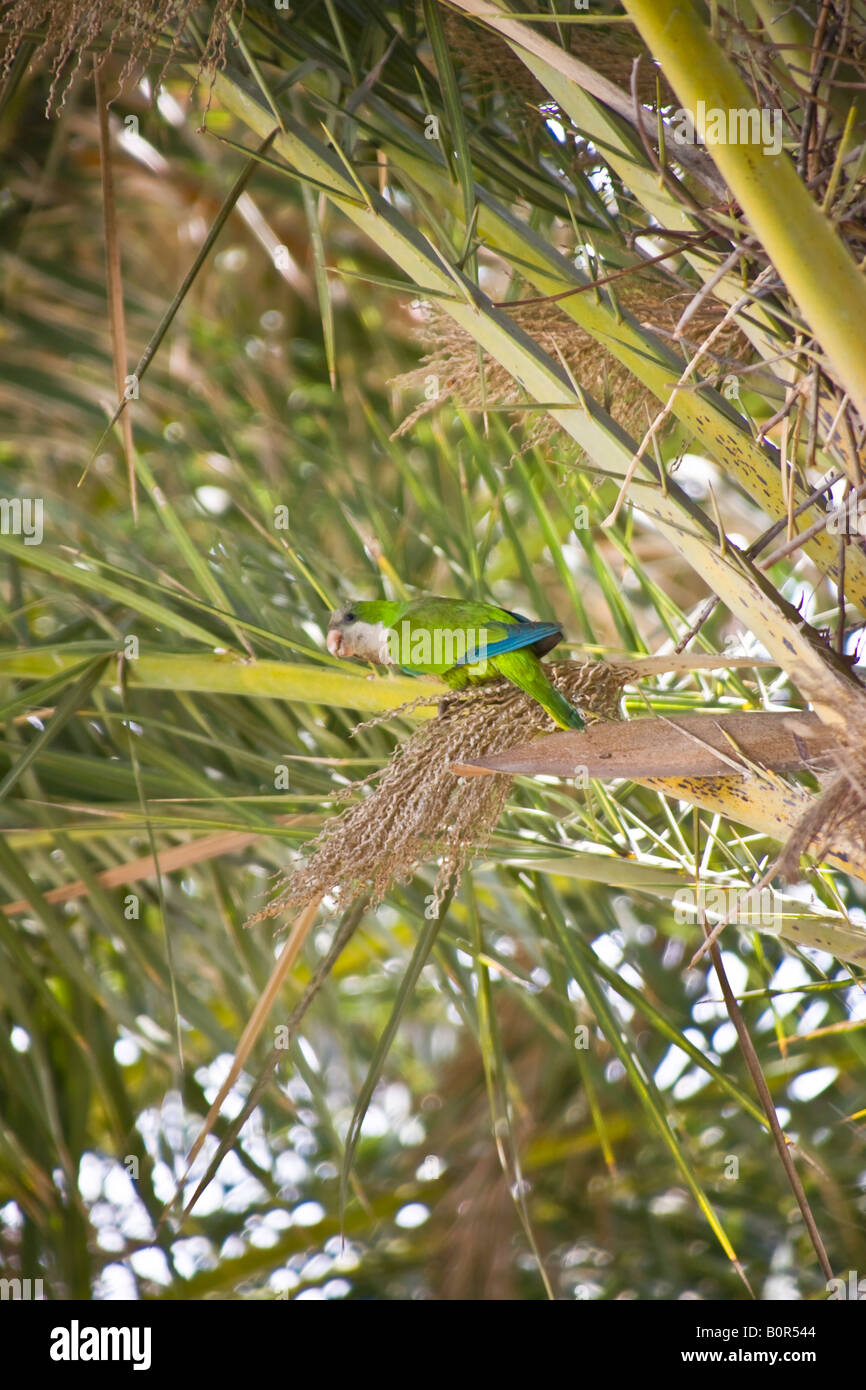 Parrot in the tree hi-res stock photography and images - Alamy