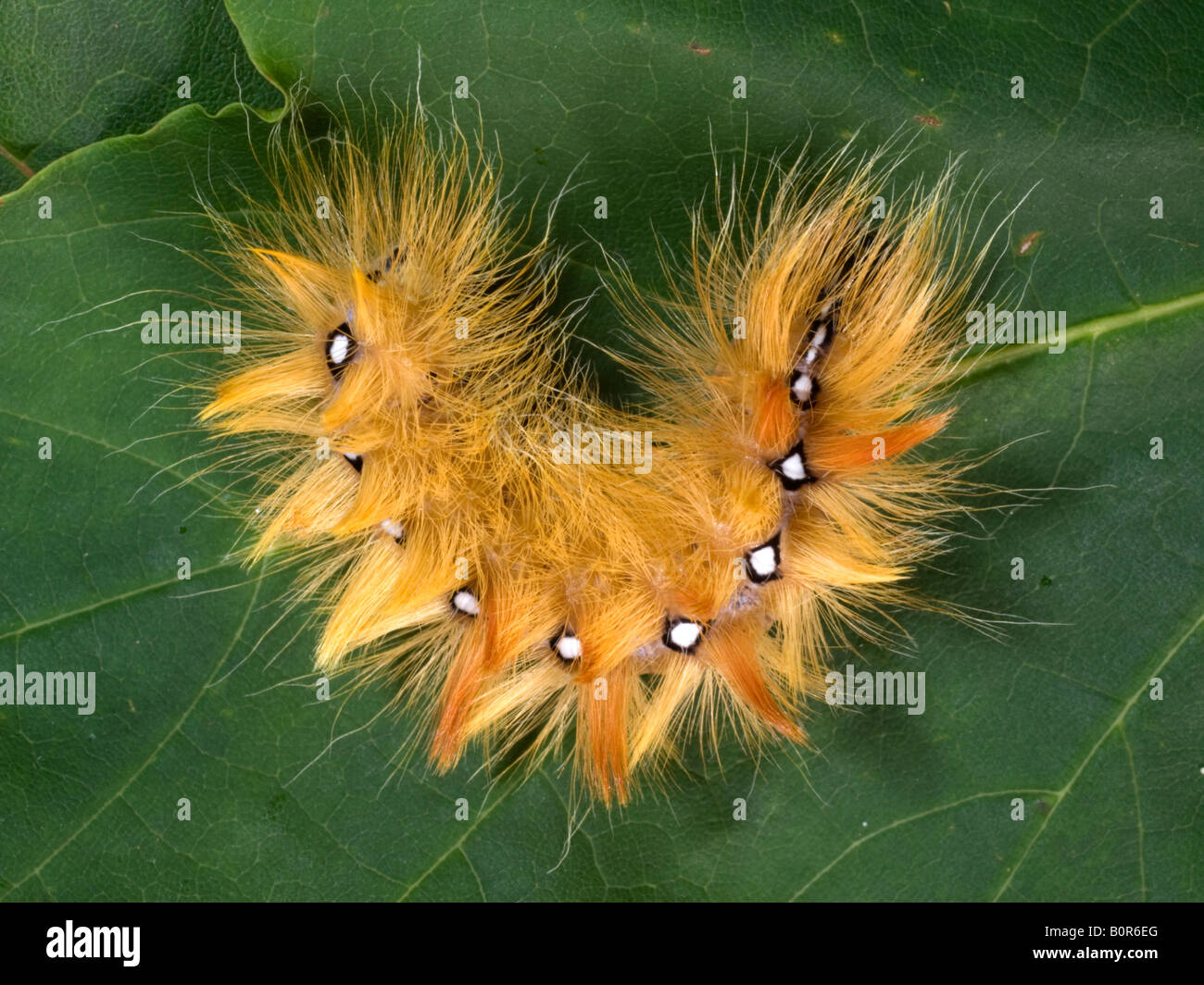 The sycamore moth hi-res stock photography and images - Alamy