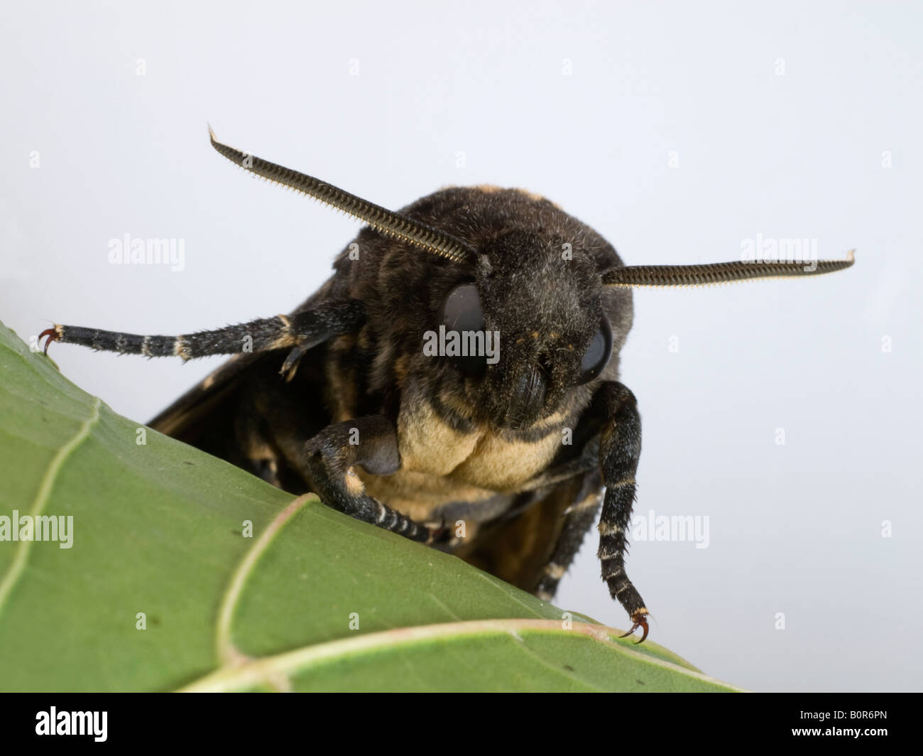 Death's Head Hawkmoth Stock Photo - Alamy