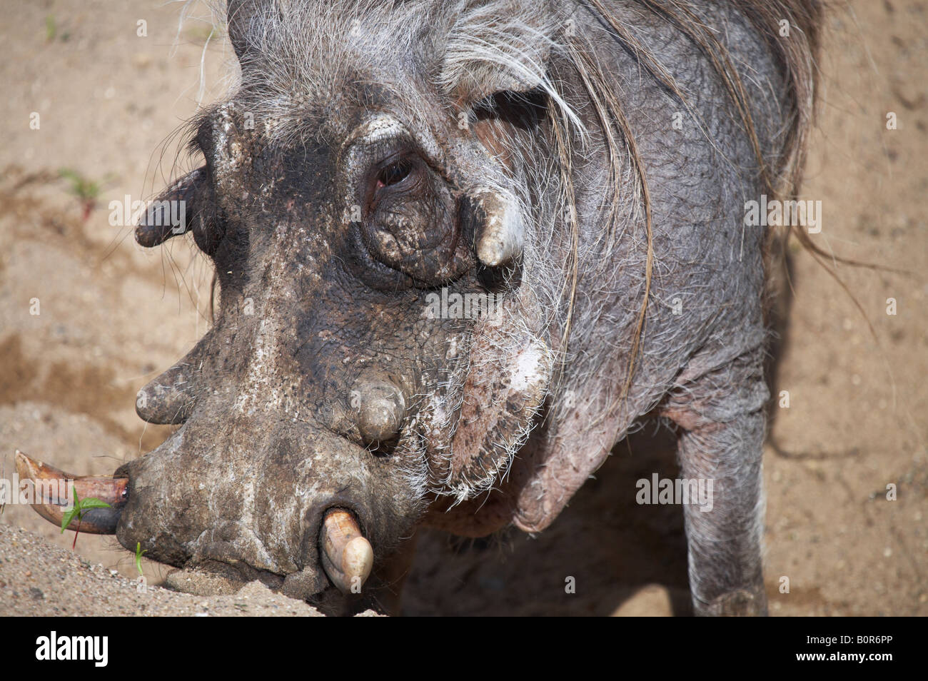 Hog eye hi-res stock photography and images - Alamy