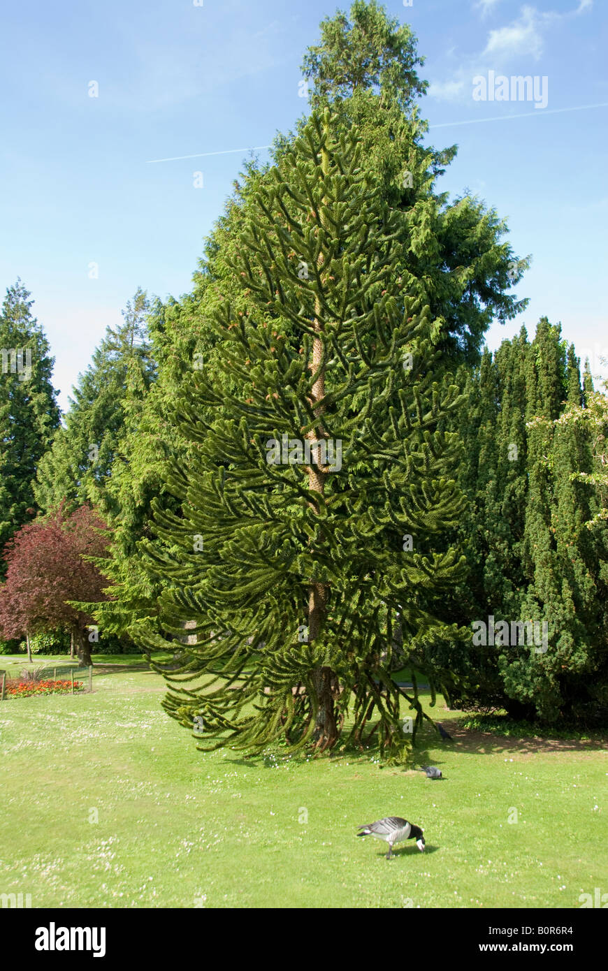 monkey puzzle tree Stock Photo - Alamy