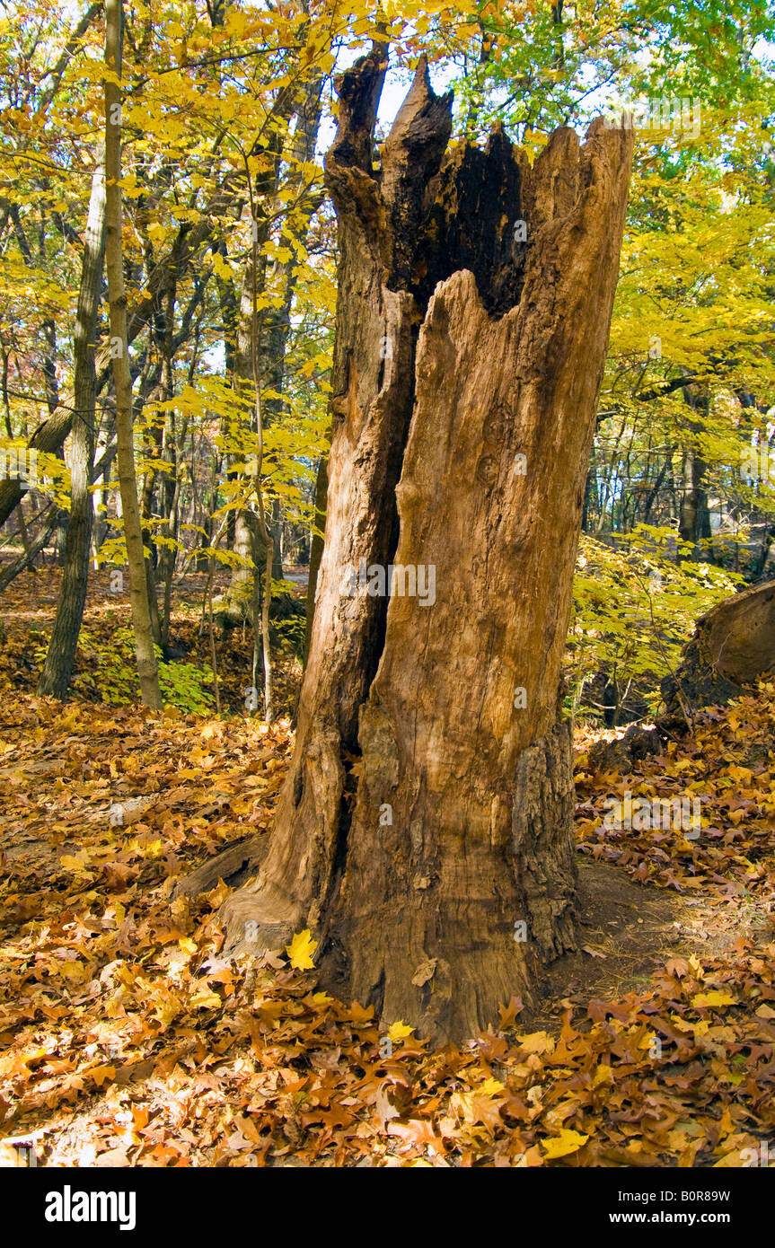 Burned out tree trunk Stock Photo - Alamy