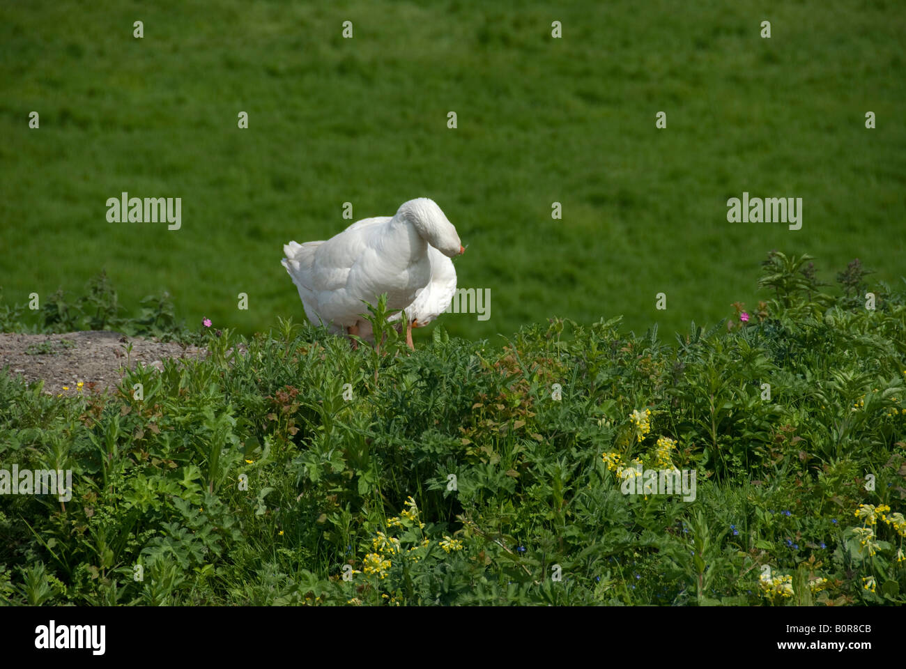 Domestic goose hi-res stock photography and images - Alamy