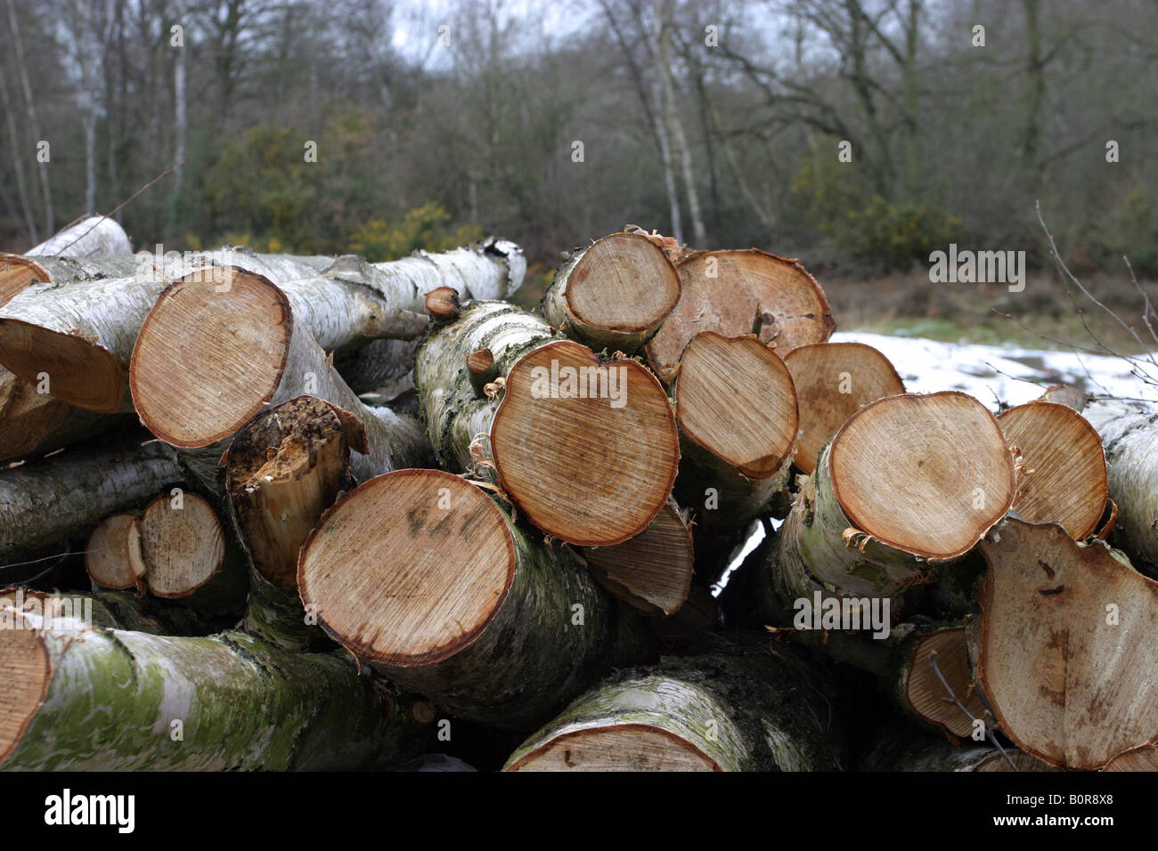 Log pile logpile hi-res stock photography and images - Alamy