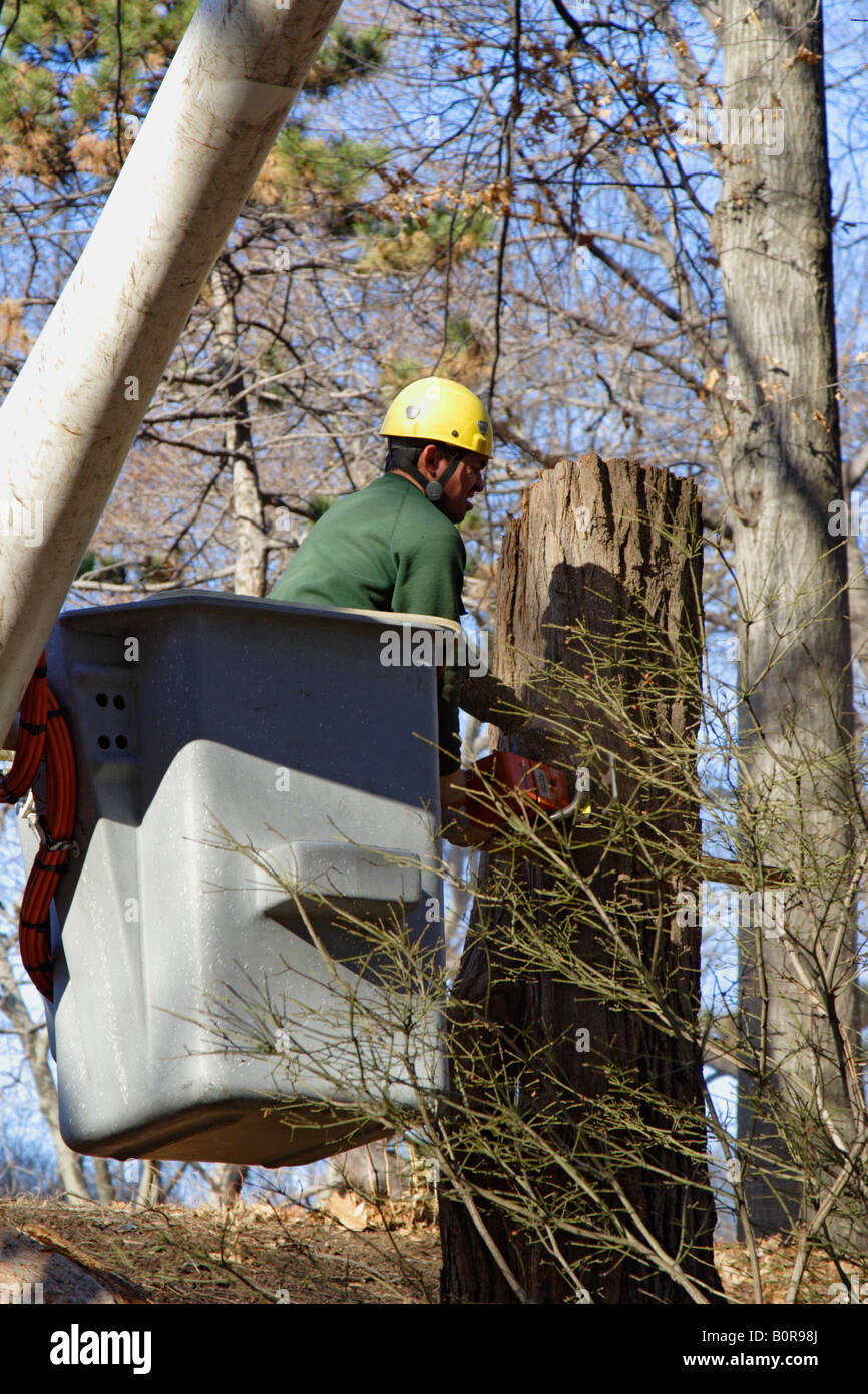 man felling a tree in central park, New York, USA Stock Photo - Alamy