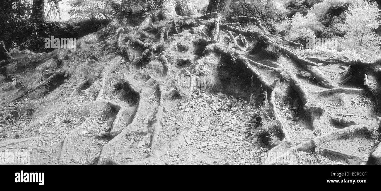 Tree Roots in Black and White Stock Photo - Alamy