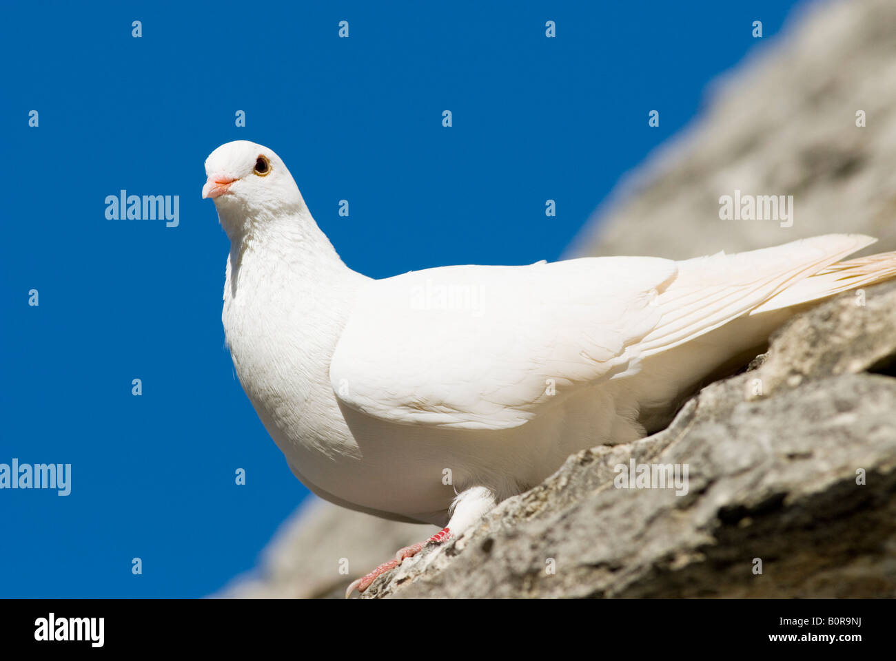 Dove italy hi-res stock photography and images - Alamy