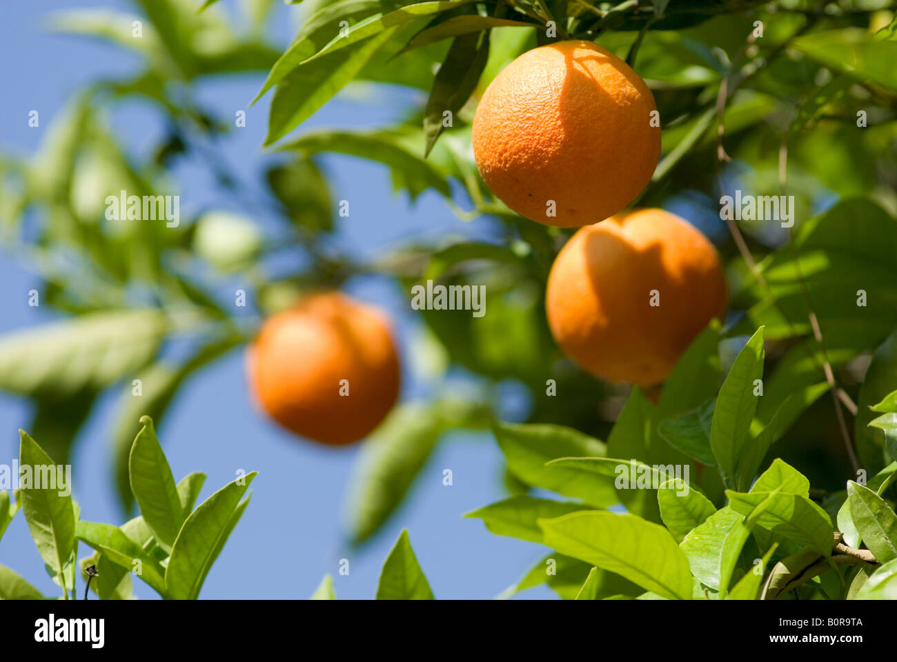Orange tree hi-res stock photography and images - Alamy