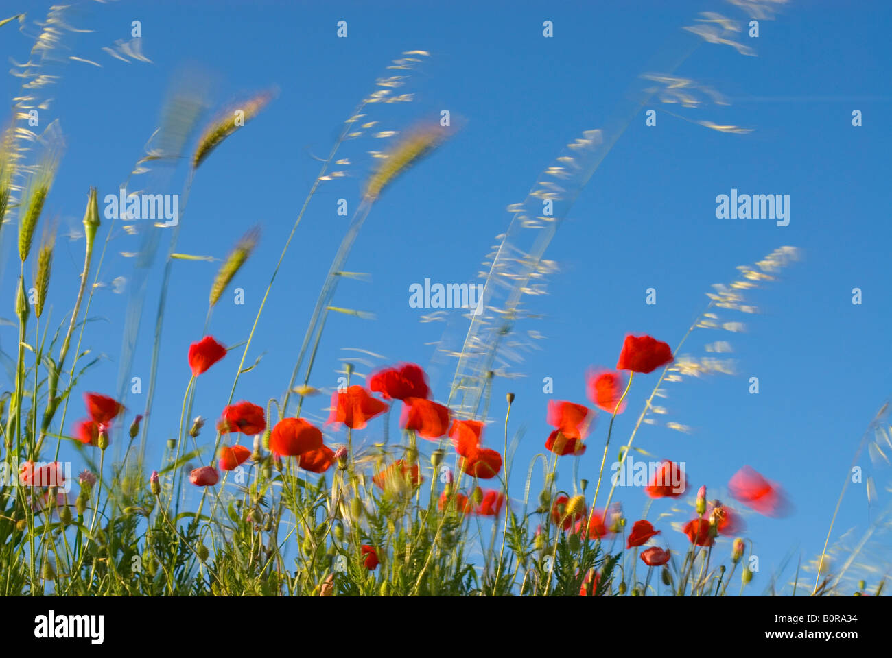 Red poppies in the wind hi-res stock photography and images - Alamy