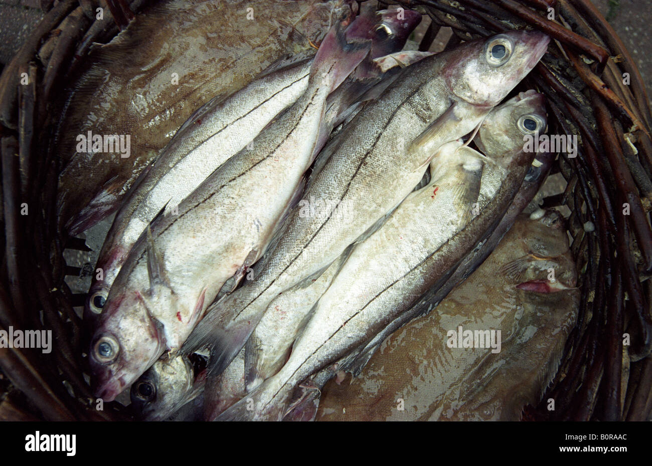 A mixed bag of fish in a traditional fish basket Stock Photo - Alamy