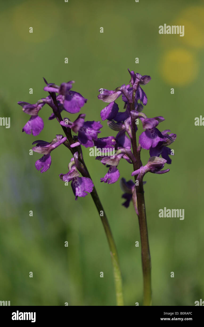 A pair of Green winged orchids Orchis morio Stock Photo - Alamy