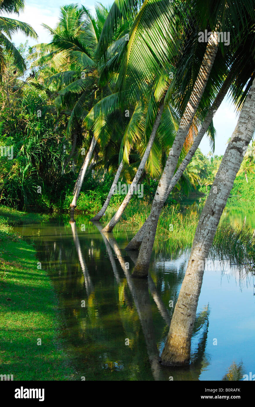 Coconut trees in row Stock Photo - Alamy