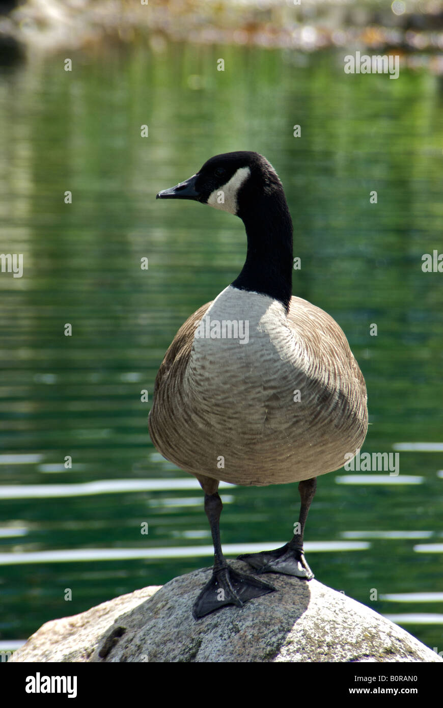 Problem geese hi-res stock photography and images - Alamy