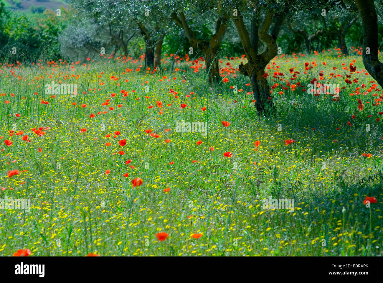 Meadow poppies olive trees hi-res stock photography and images - Alamy