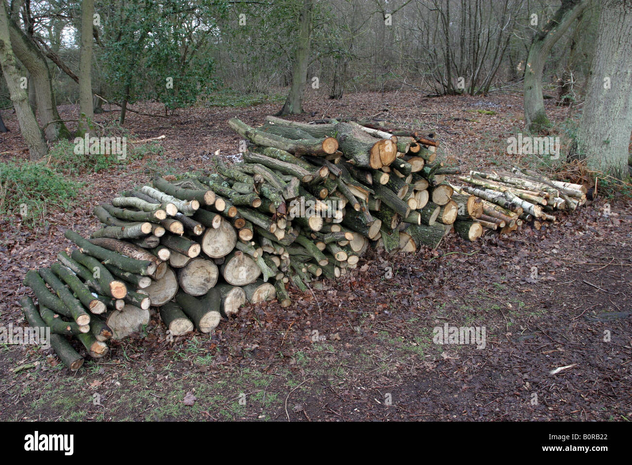 Log pile logpile hi-res stock photography and images - Alamy