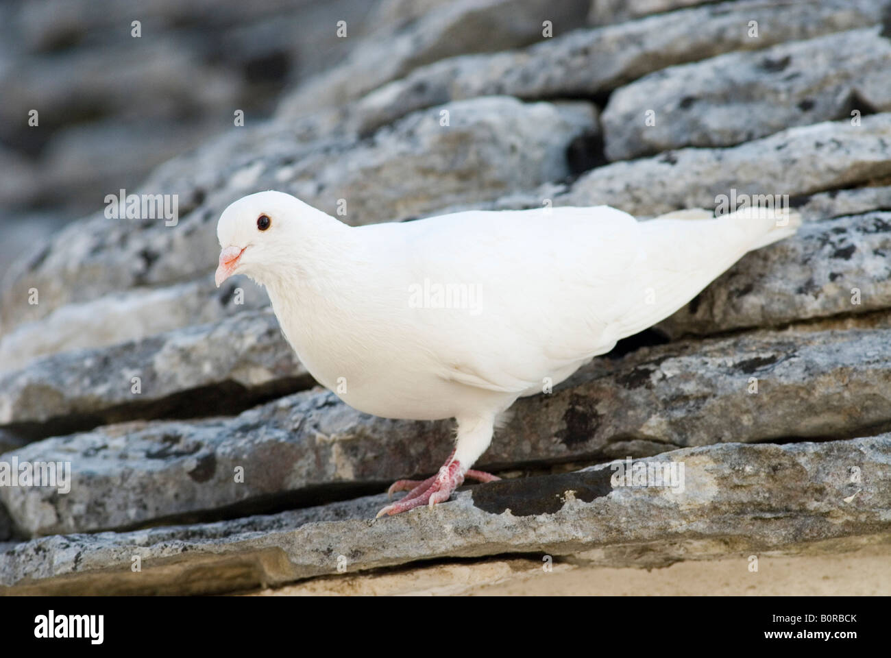 White dove hi-res stock photography and images - Alamy