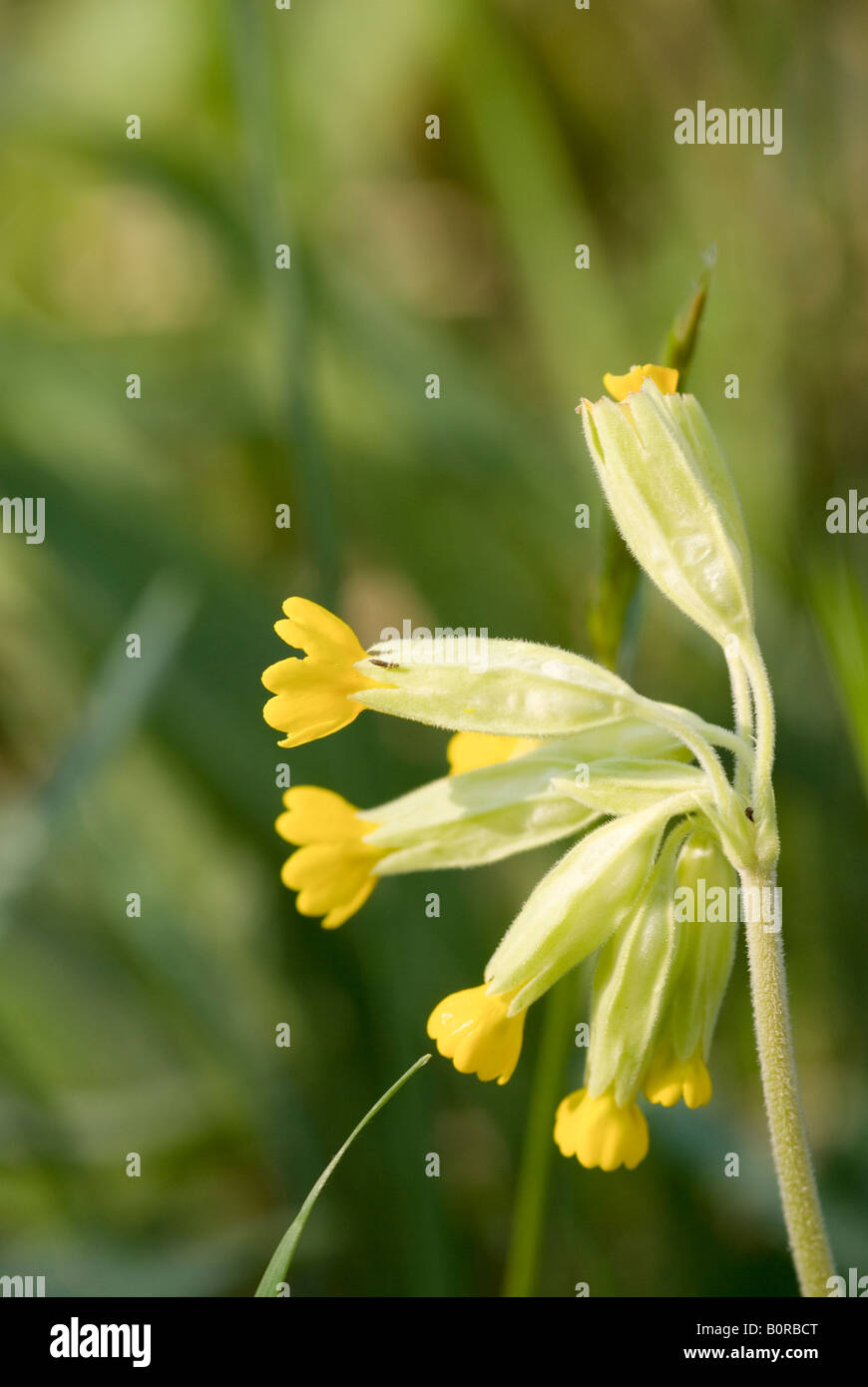 Cowslip wine hi-res stock photography and images - Alamy