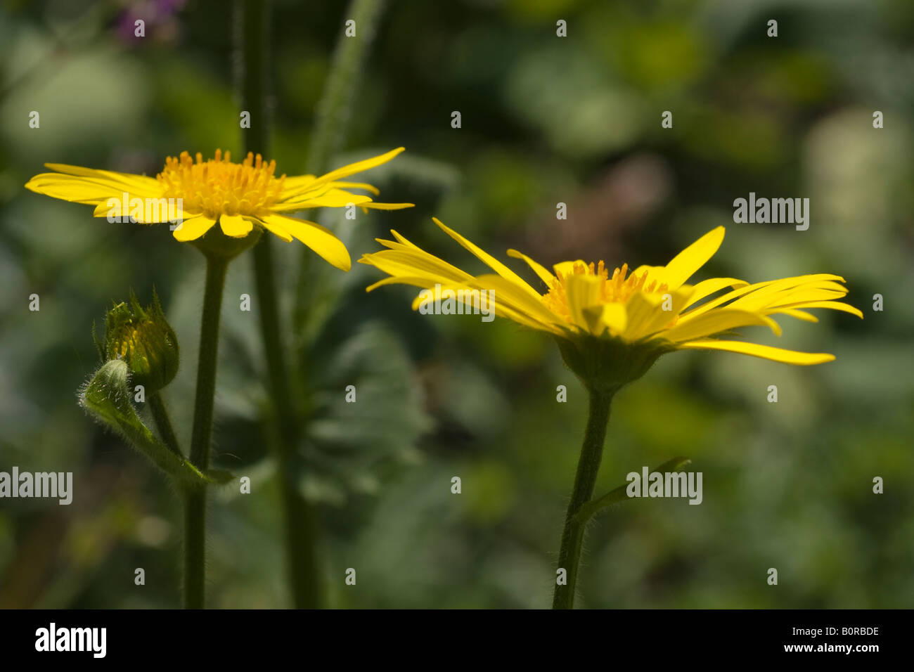 Doronicum herb perennial hi-res stock photography and images - Alamy