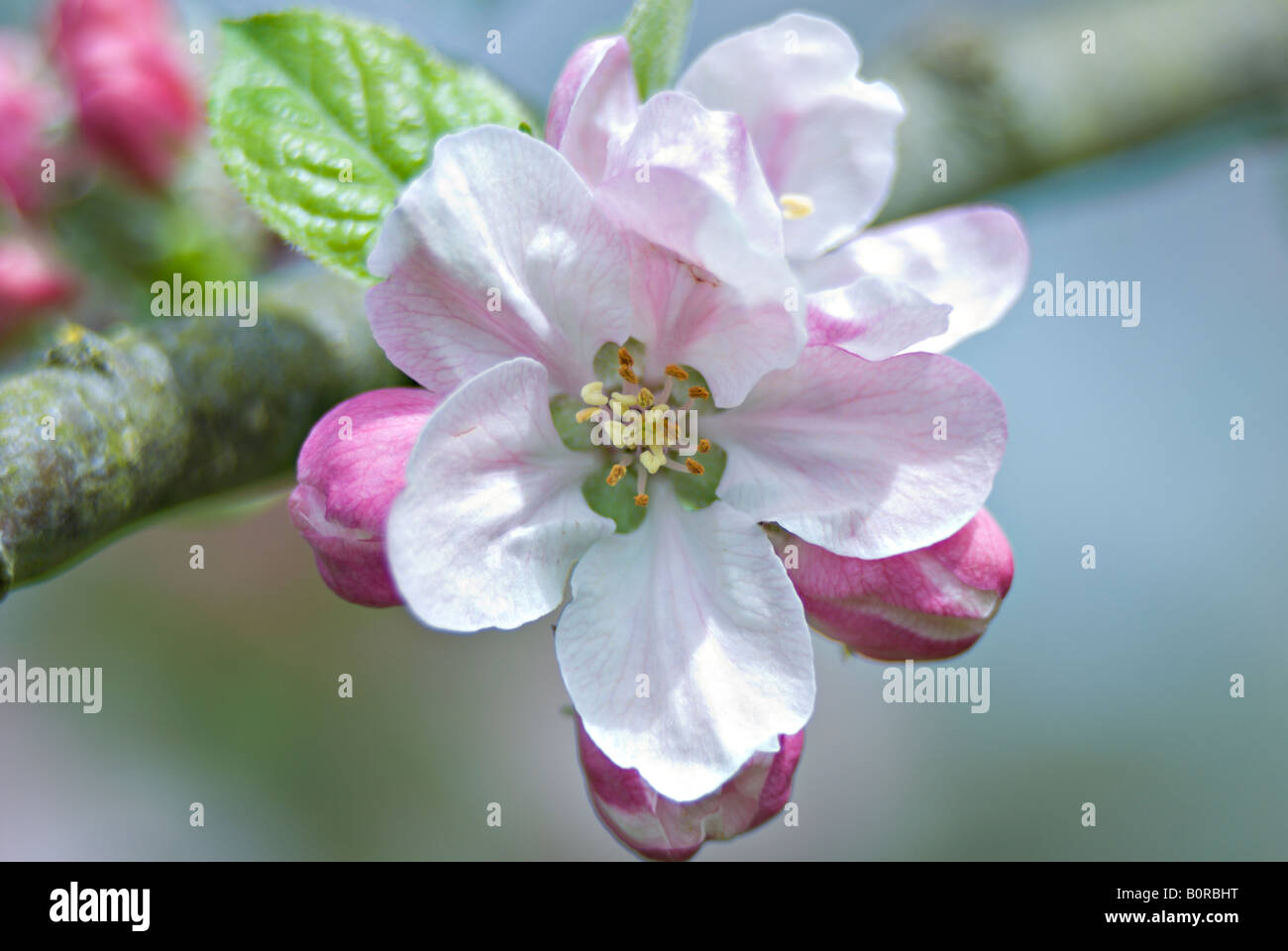 Bramley apple blossom hi-res stock photography and images - Alamy
