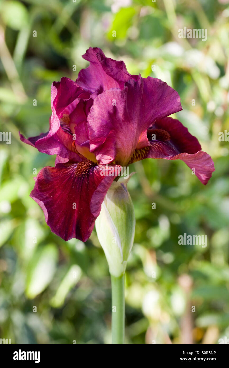 Flower of a purple bearded iris Stock Photo - Alamy