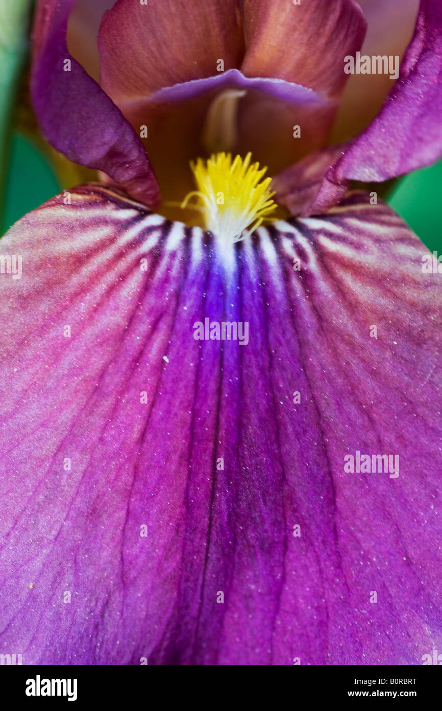 Abstract closeup of a purple bearded iris Stock Photo - Alamy