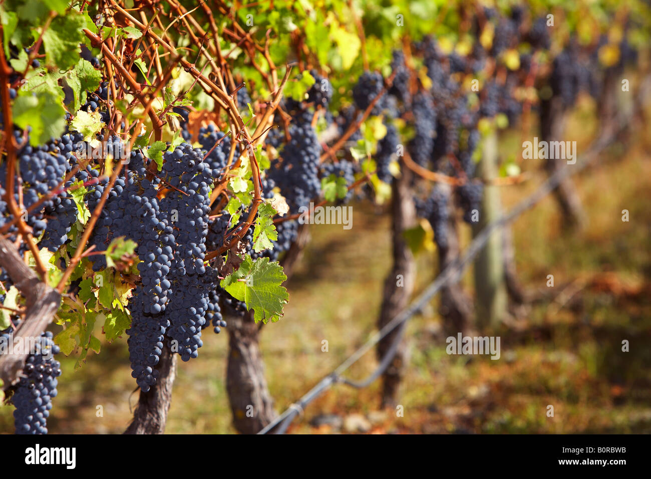 full merlot grape fruit berries hanging on vine in vinyard Stock Photo ...