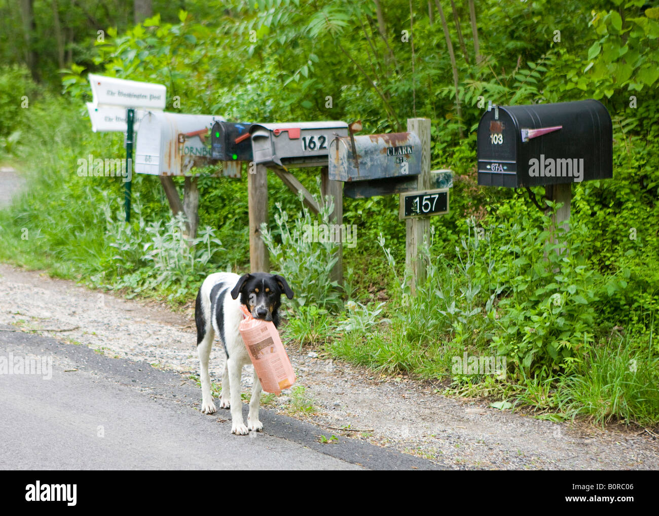 A black white dog retrieves and carries morning newspaper to his owner ...