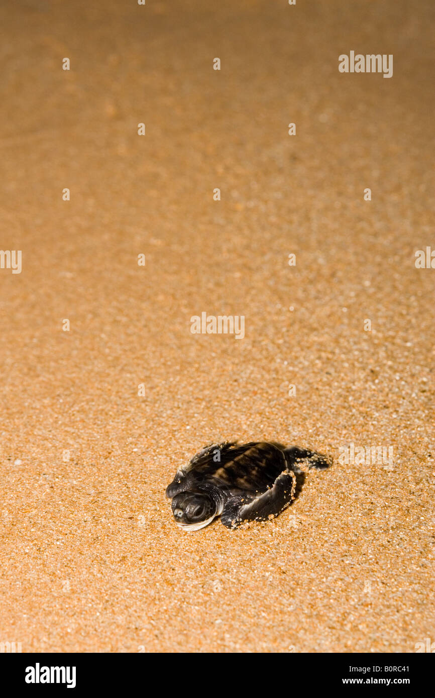 Greenback turtle hi-res stock photography and images - Alamy