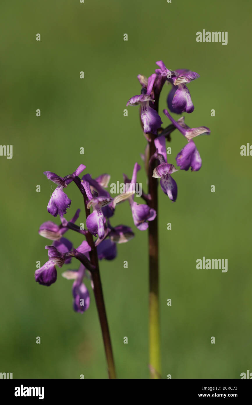 A pair of Green winged orchids Orchis morio Stock Photo - Alamy